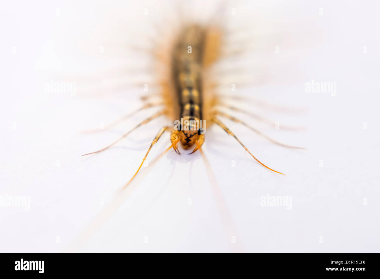 The Flycatcher. Scutigera coleoptrata. Centipede flycatcher, insect ...