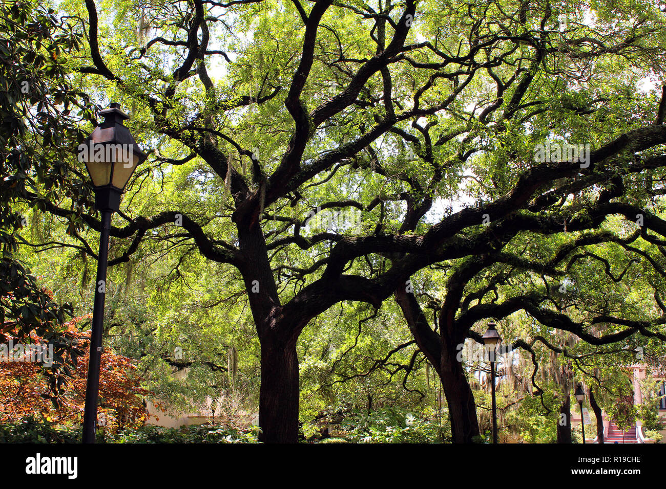 Savannah ga trees hi-res stock photography and images - Alamy