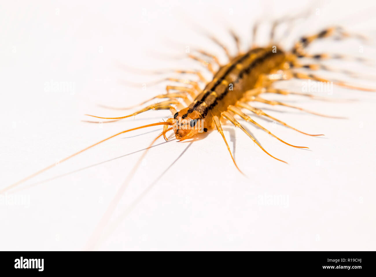 The Flycatcher. Scutigera coleoptrata. Centipede flycatcher, insect ...