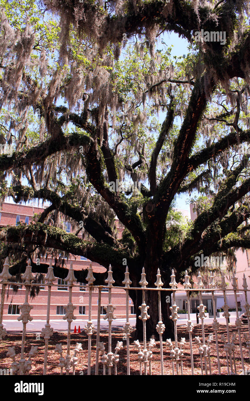 Giant oak tree High Resolution Stock Photography and Images - Alamy