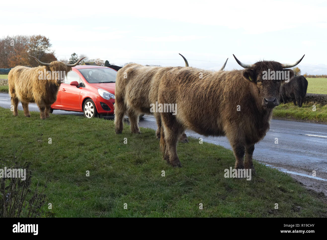 Highland cows on a country lane in England Stock Photo - Alamy