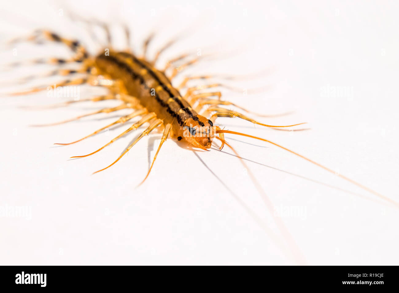 The Flycatcher. Scutigera coleoptrata. Centipede flycatcher, insect ...