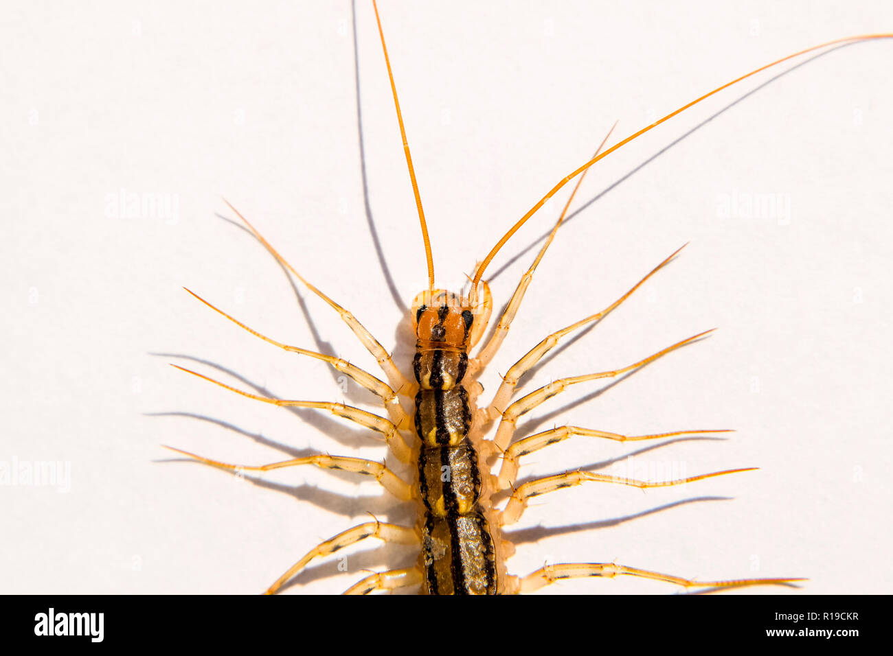 The Flycatcher. Scutigera coleoptrata. Centipede flycatcher, insect ...