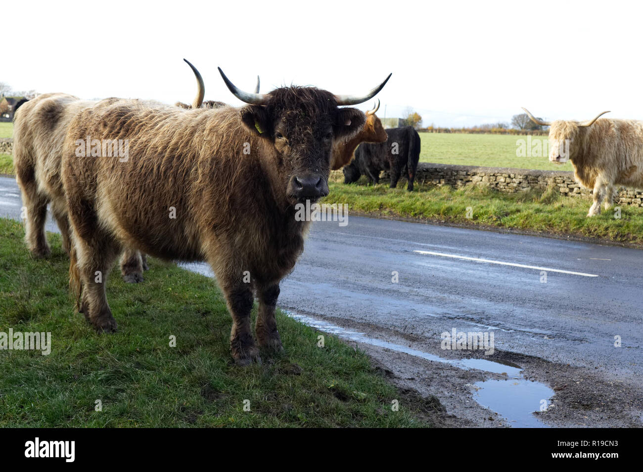 Highland cows on a country lane in England Stock Photo - Alamy