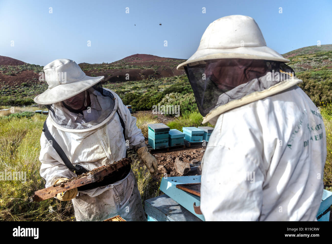 apiculture in the canary islands Stock Photo - Alamy