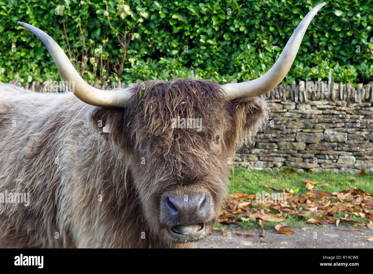 Highland cows on a country lane in England Stock Photo - Alamy