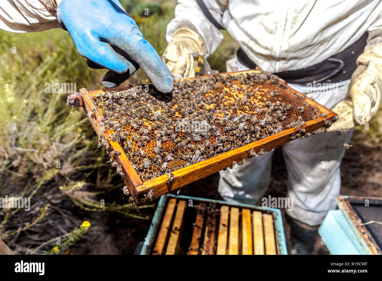 apiculture in the canary islands Stock Photo - Alamy