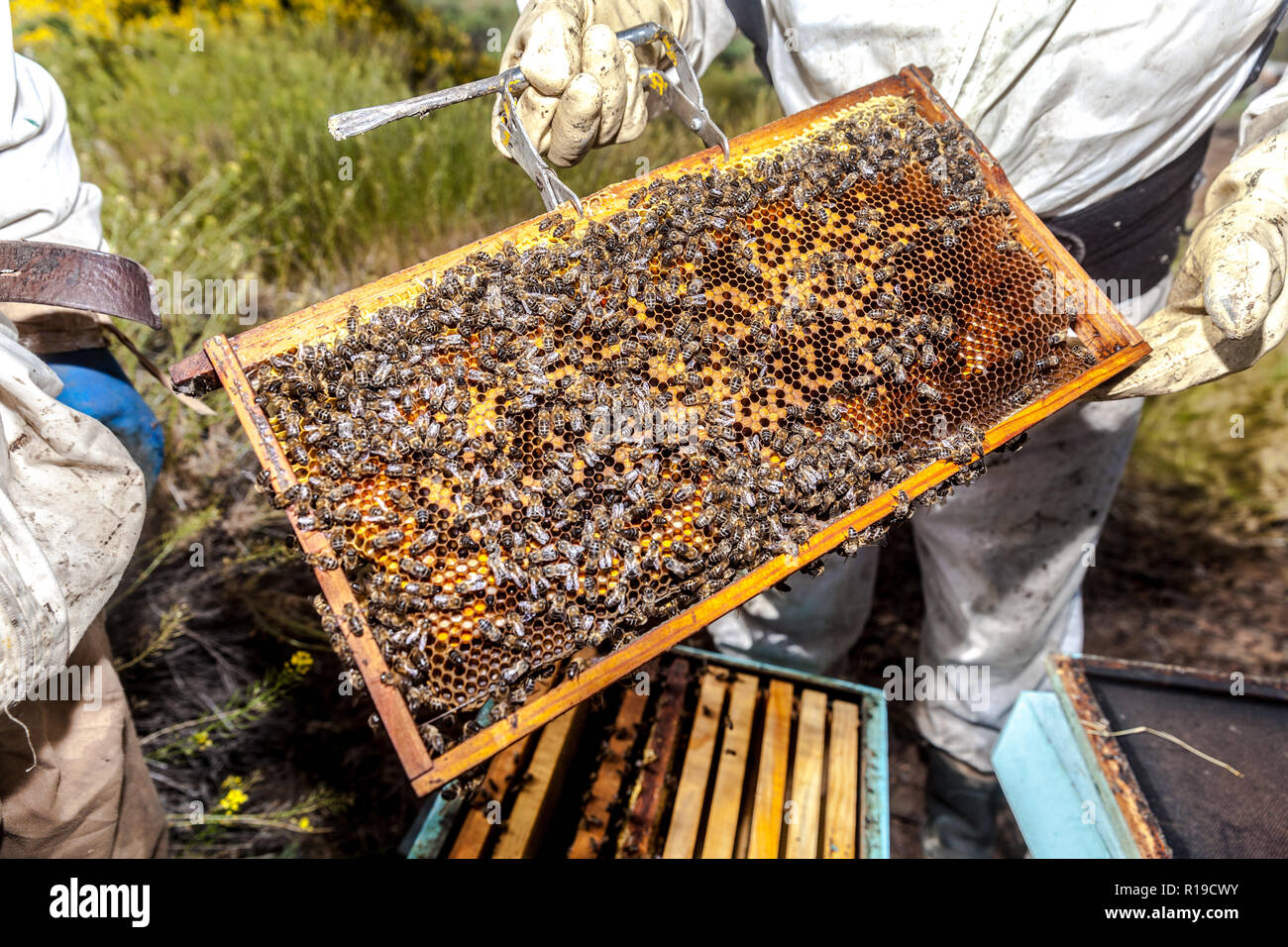 apiculture in the canary islands Stock Photo - Alamy