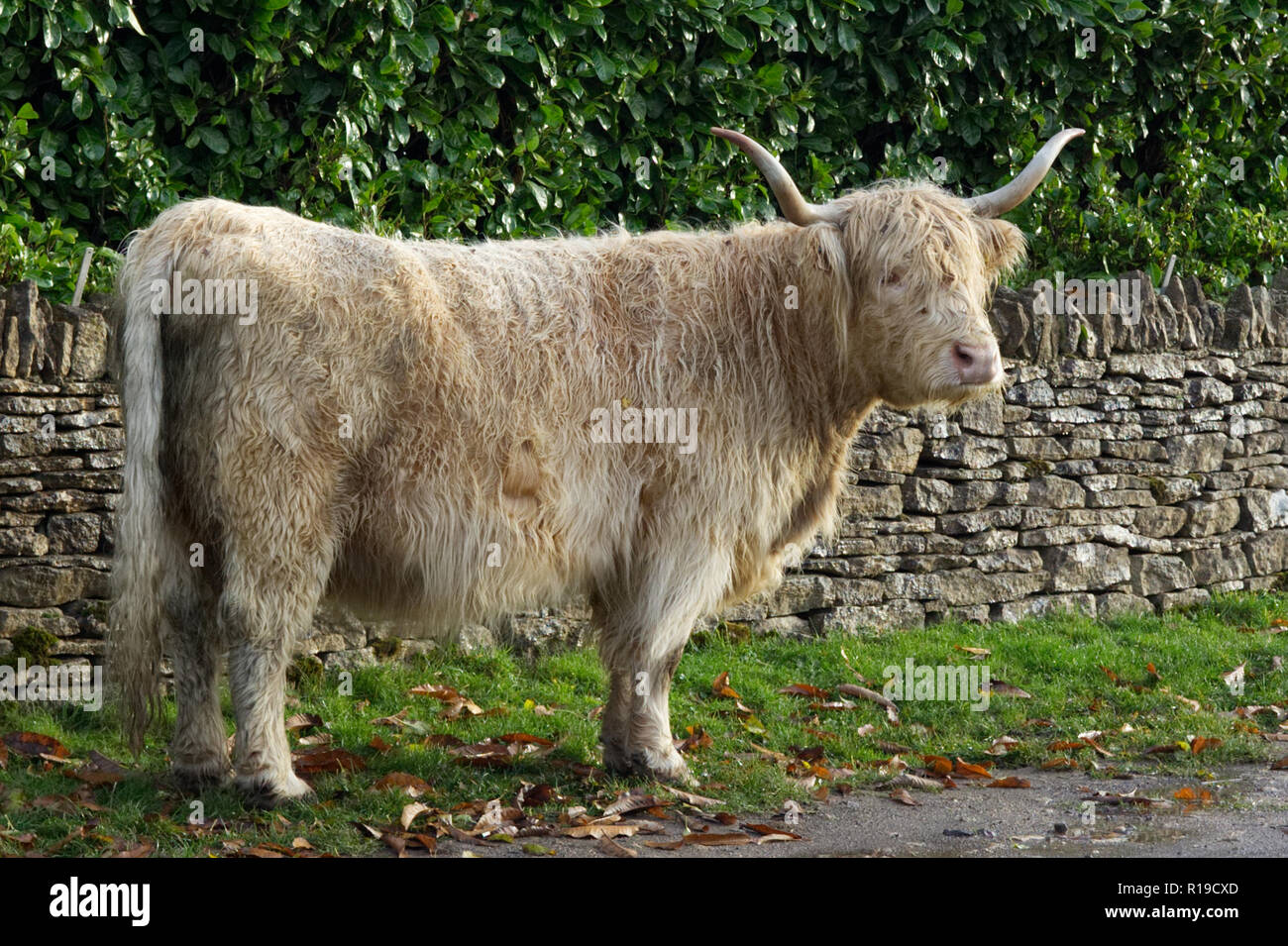 Highland cows on a country lane in England Stock Photo - Alamy