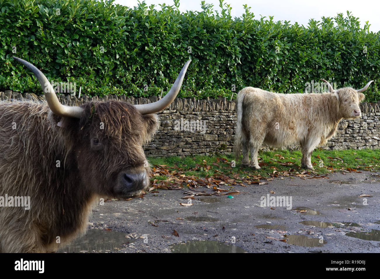 Highland cows on a country lane in England Stock Photo - Alamy
