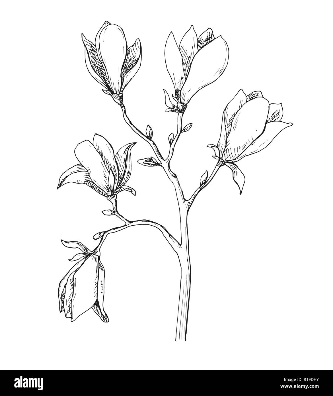 Sketch of spring flowers. Magnolia isolated on white background. Vector ...