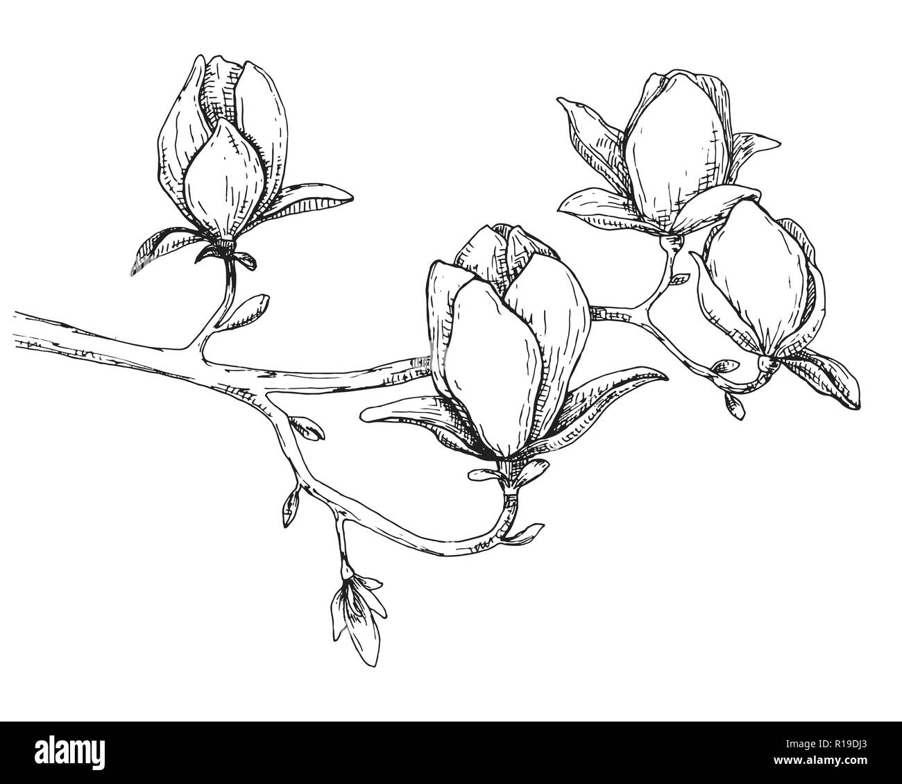 Sketch of spring flowers. Magnolia isolated on white background. Vector ...