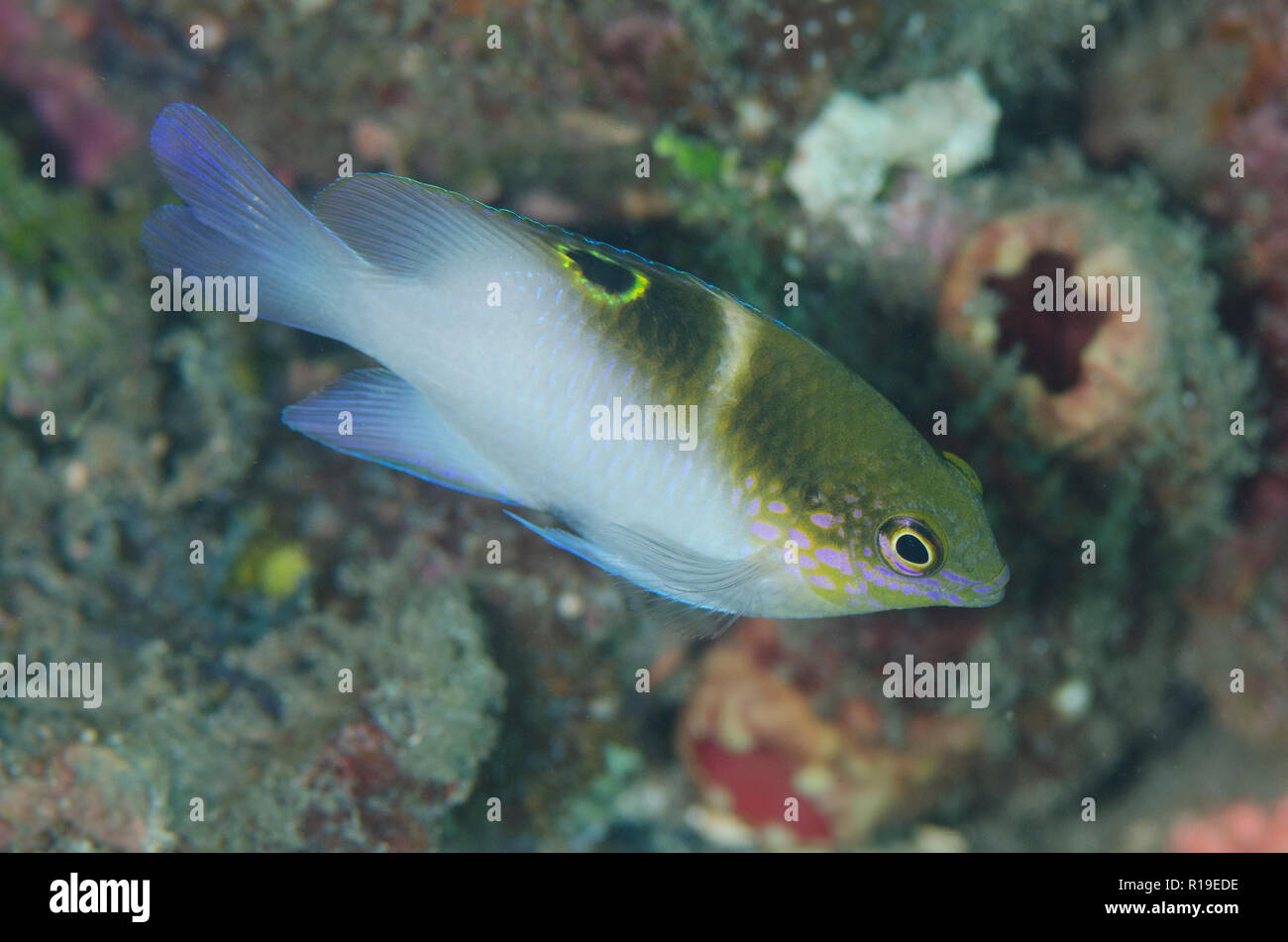 Juvenile Black-vent Damselfish, Dischistodus melanotus, Magic Rock dive ...