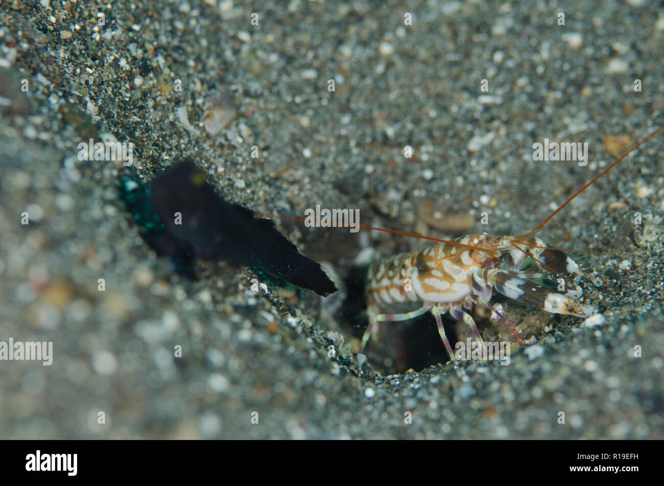 Black Shrimpgoby, Cryptocentrus sp, with Tiger Snapping Shrimp, Alpheus ...