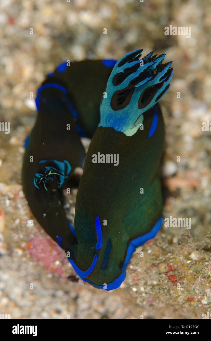 Morosa hi-res stock photography and images - Alamy