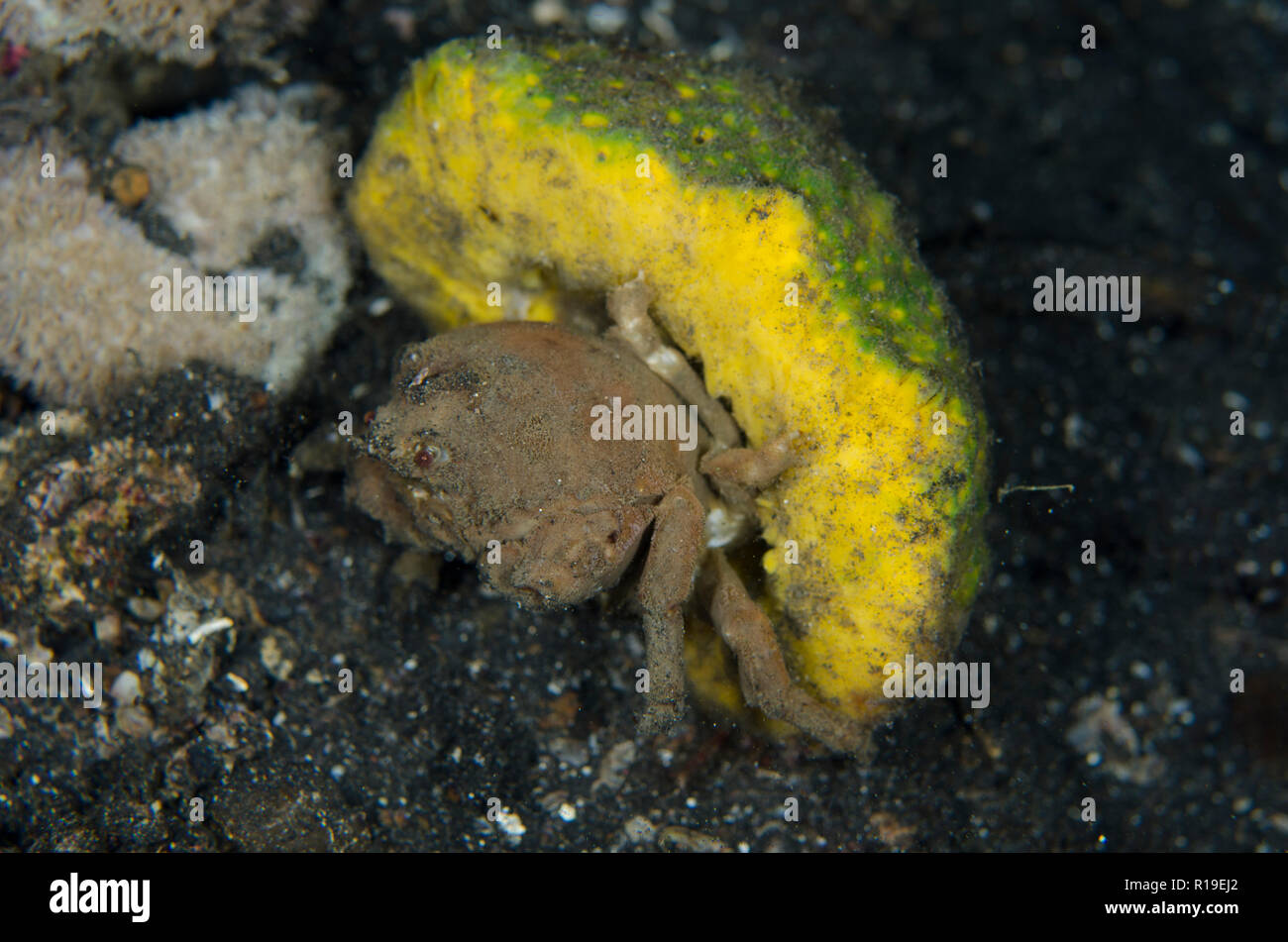 Sleepy Sponge Crab, Dromia dormia, with yellow sponge on back on night ...