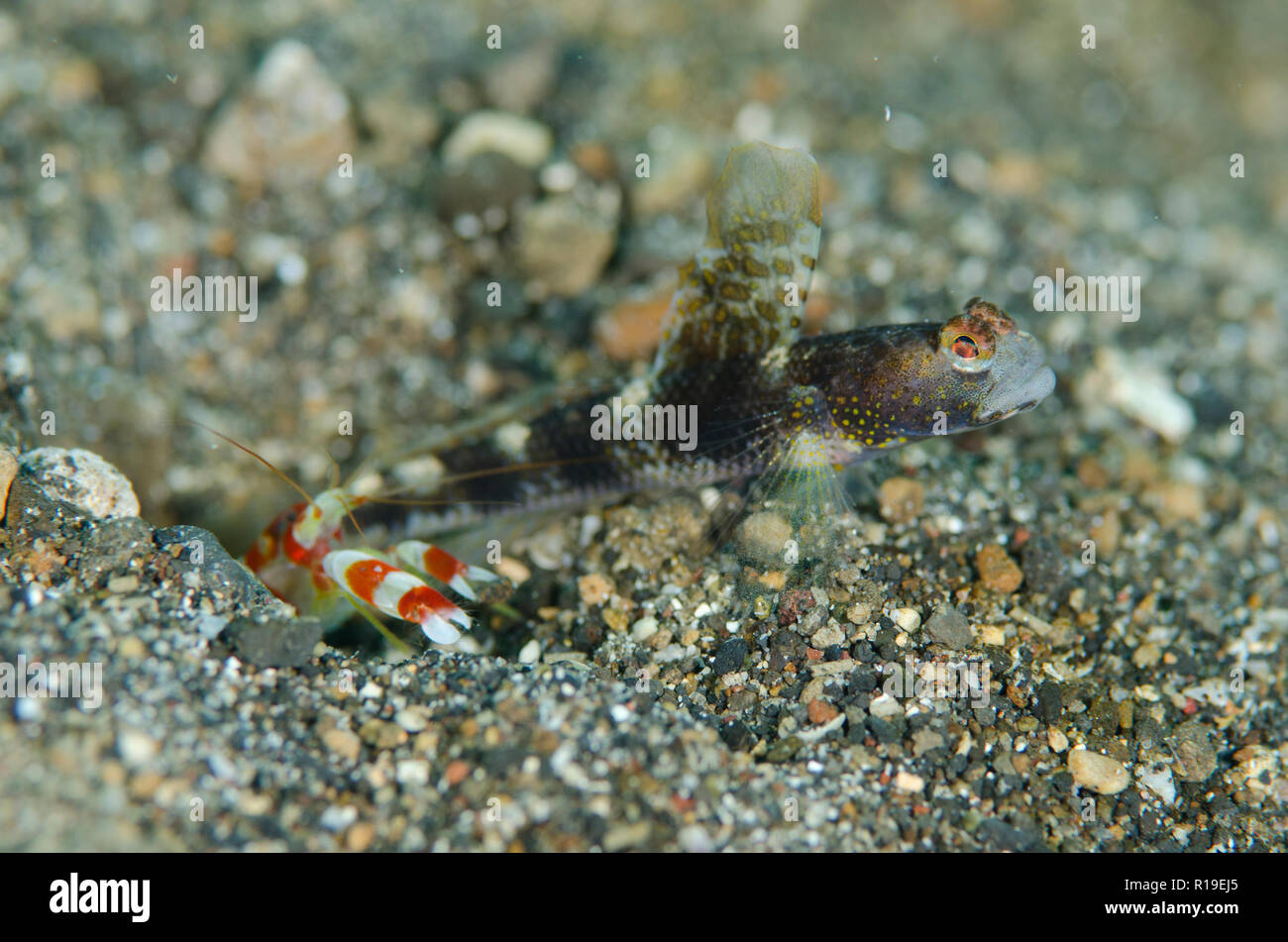 Monster Shrimpgoby, Tomiyamichthys oni, Randall's Snapping Shrimp ...
