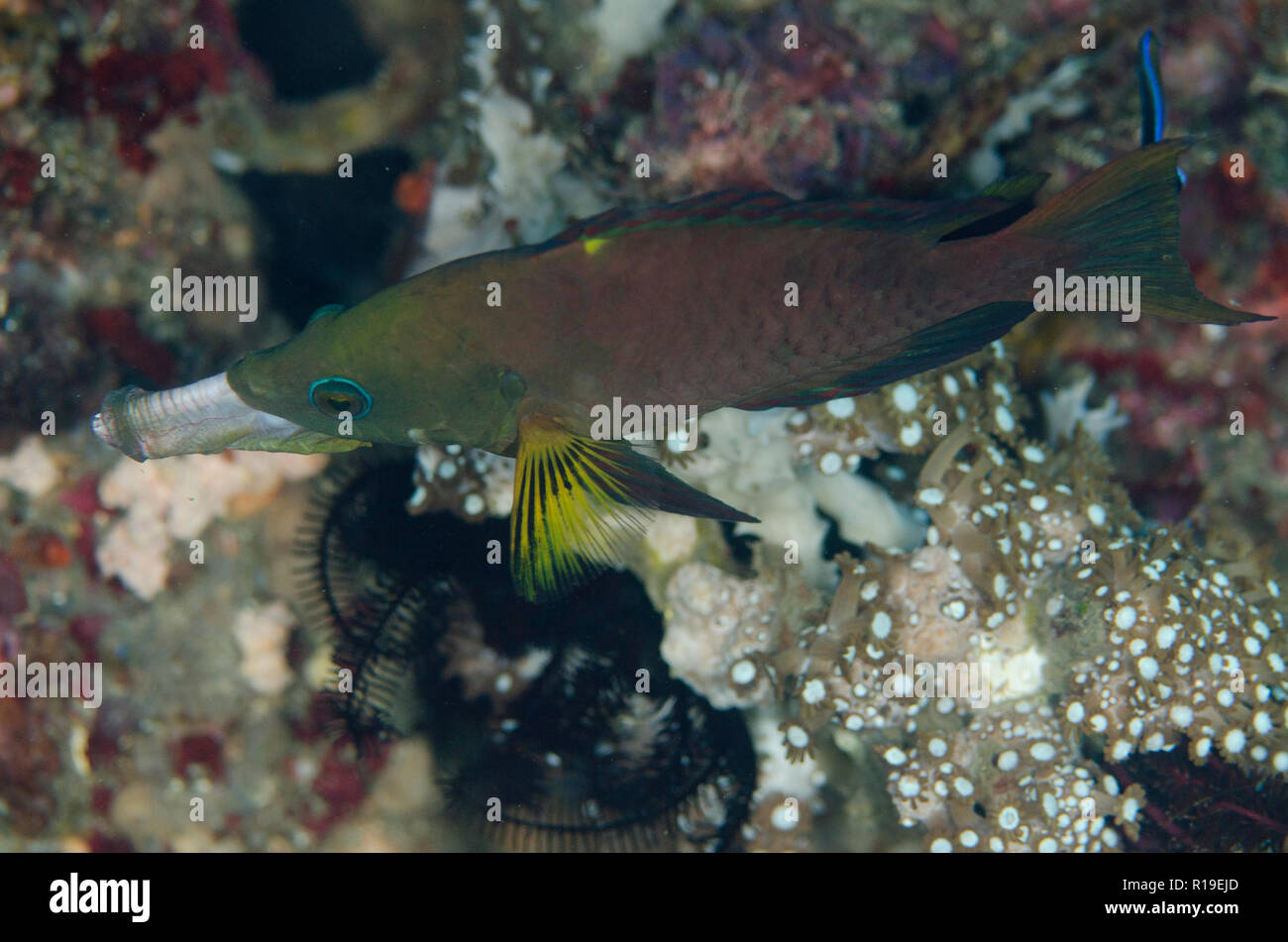 Male Latent Slingjaw Wrasse, Epibulus brevis, with extended jaw, Nudi ...