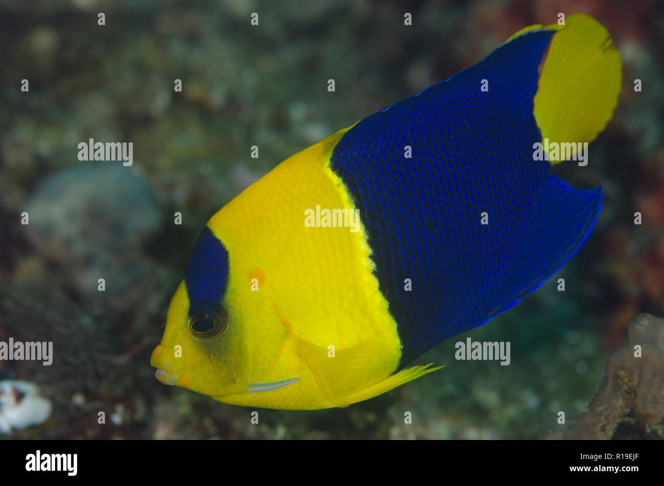 Bicolor Angelfish, Centropyge bicolor, Angel's Window dive site, Lembeh ...