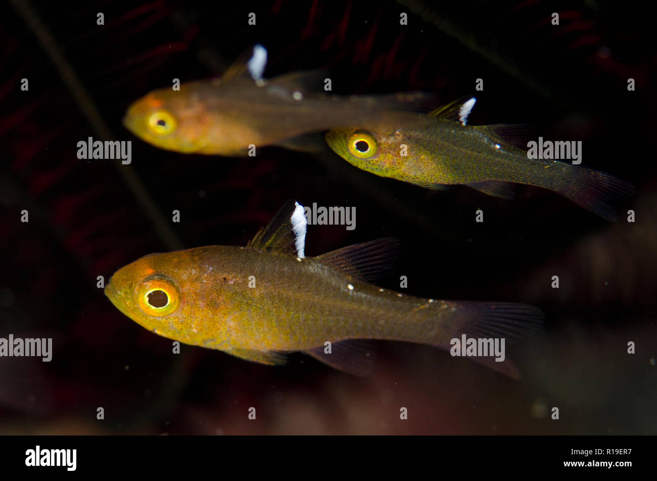 Frostfin cardinalfish hi-res stock photography and images - Alamy