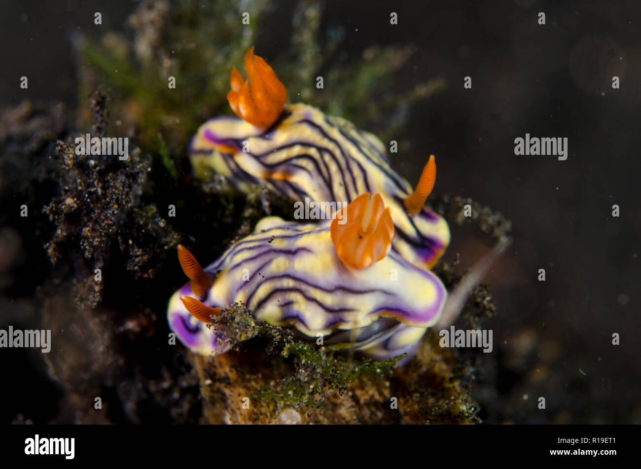 Striped nudibranch hi-res stock photography and images - Alamy