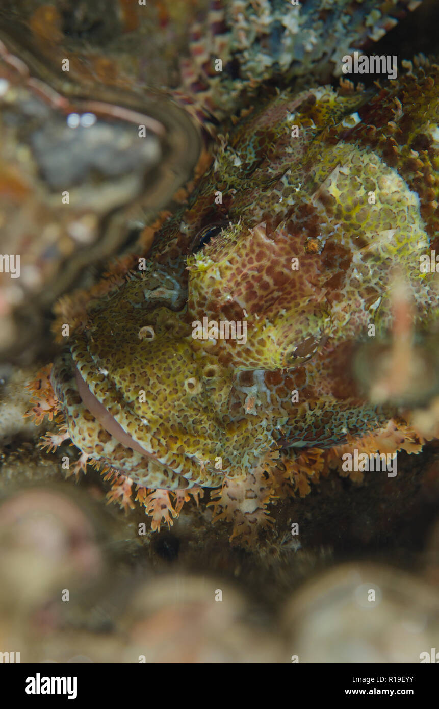 Scorpionfish, Scorpaenopsis sp, by air pocket on roof of cave, Kaino's ...