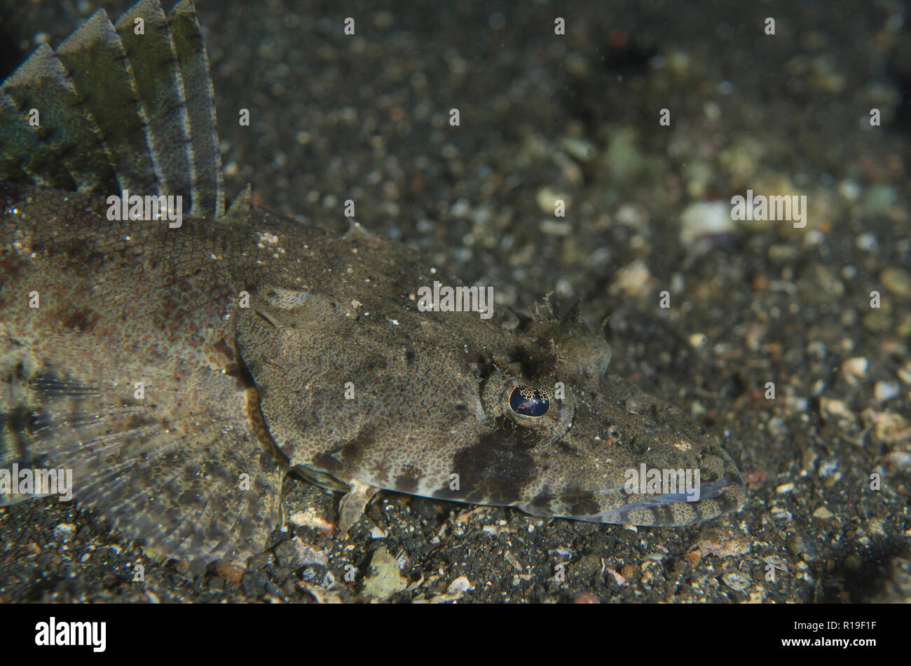 Welander's Flathead (Rogadius welanderii, Night dive, TK1 dive site ...