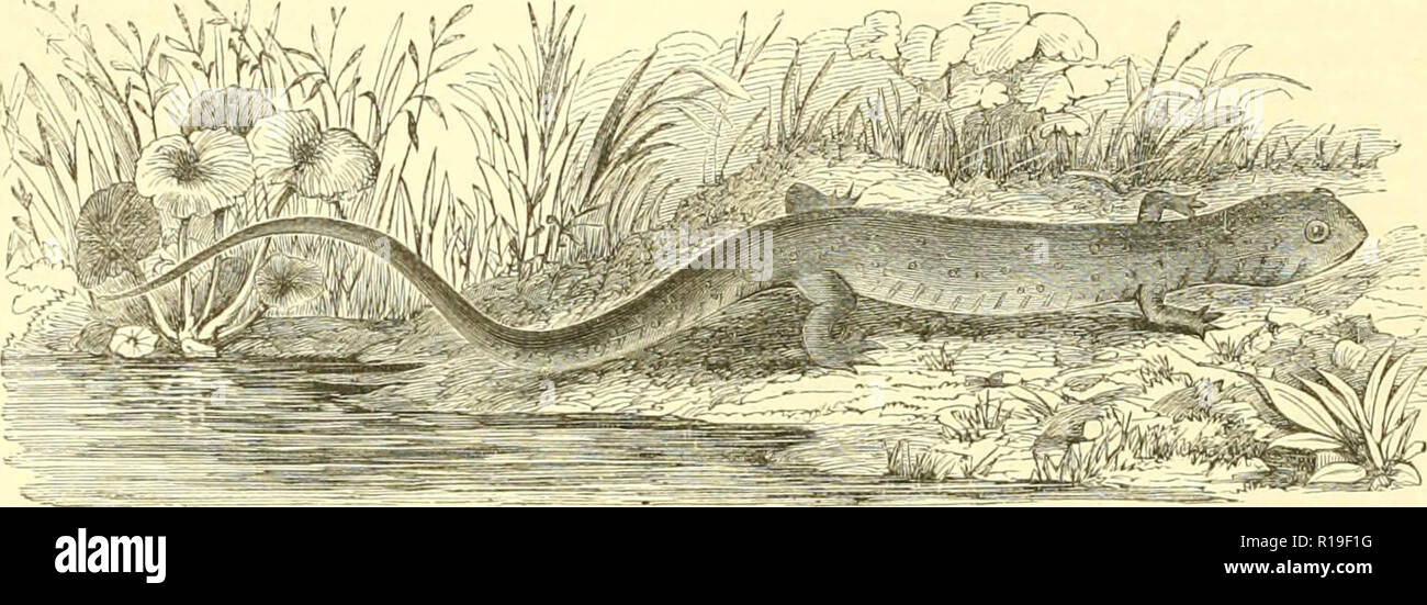 The museum of natural history, with introductory essay on the natural ...