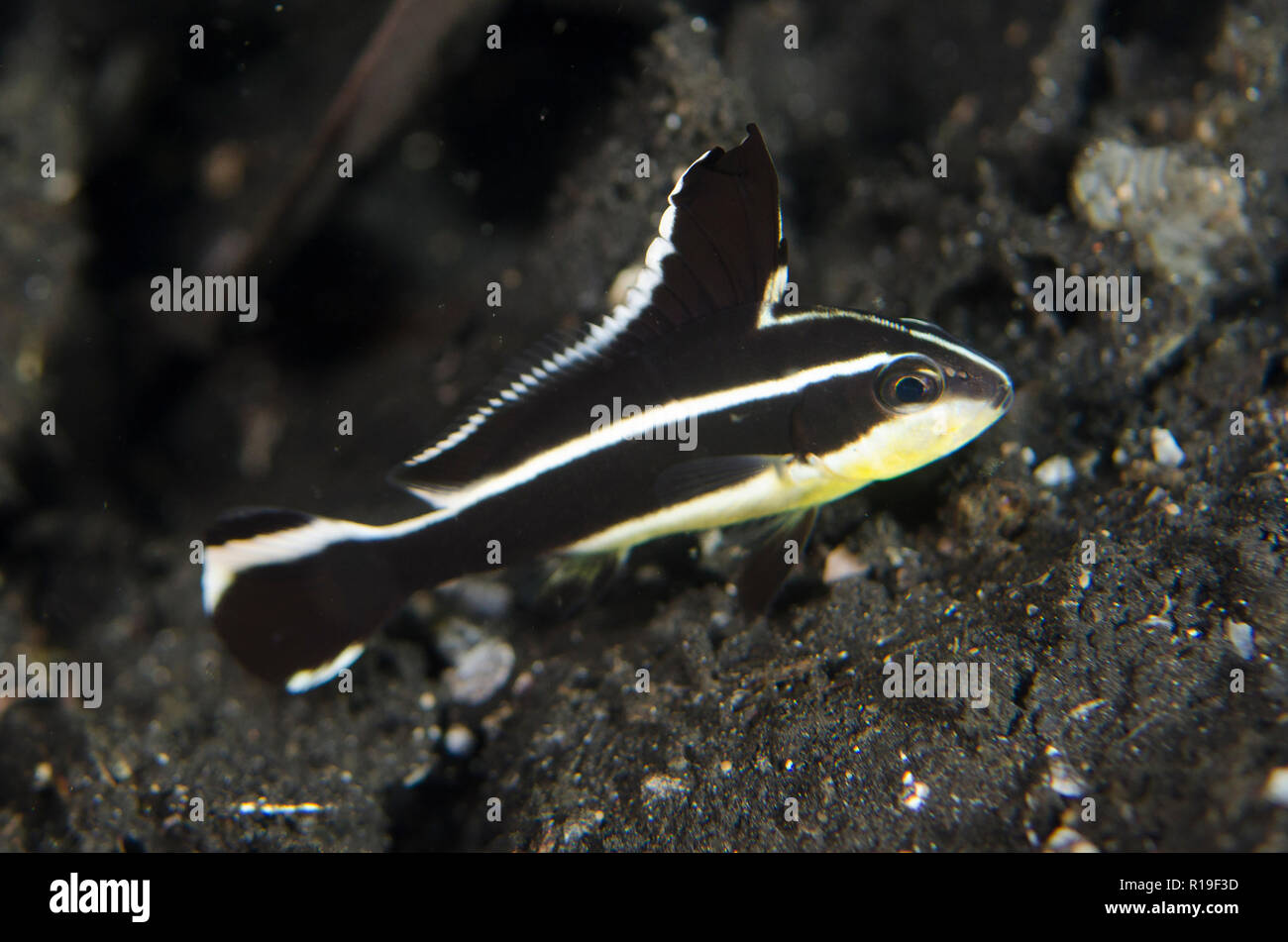 Juvenile Silver Sweetlips, Diagramma pictum, with extended fin, Night ...