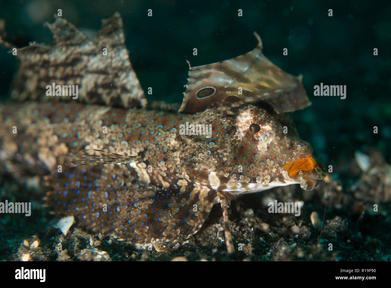 Kuiter's Dragonet, Dactylopus kuiteri, TK2 dive site, Lembeh Straits ...