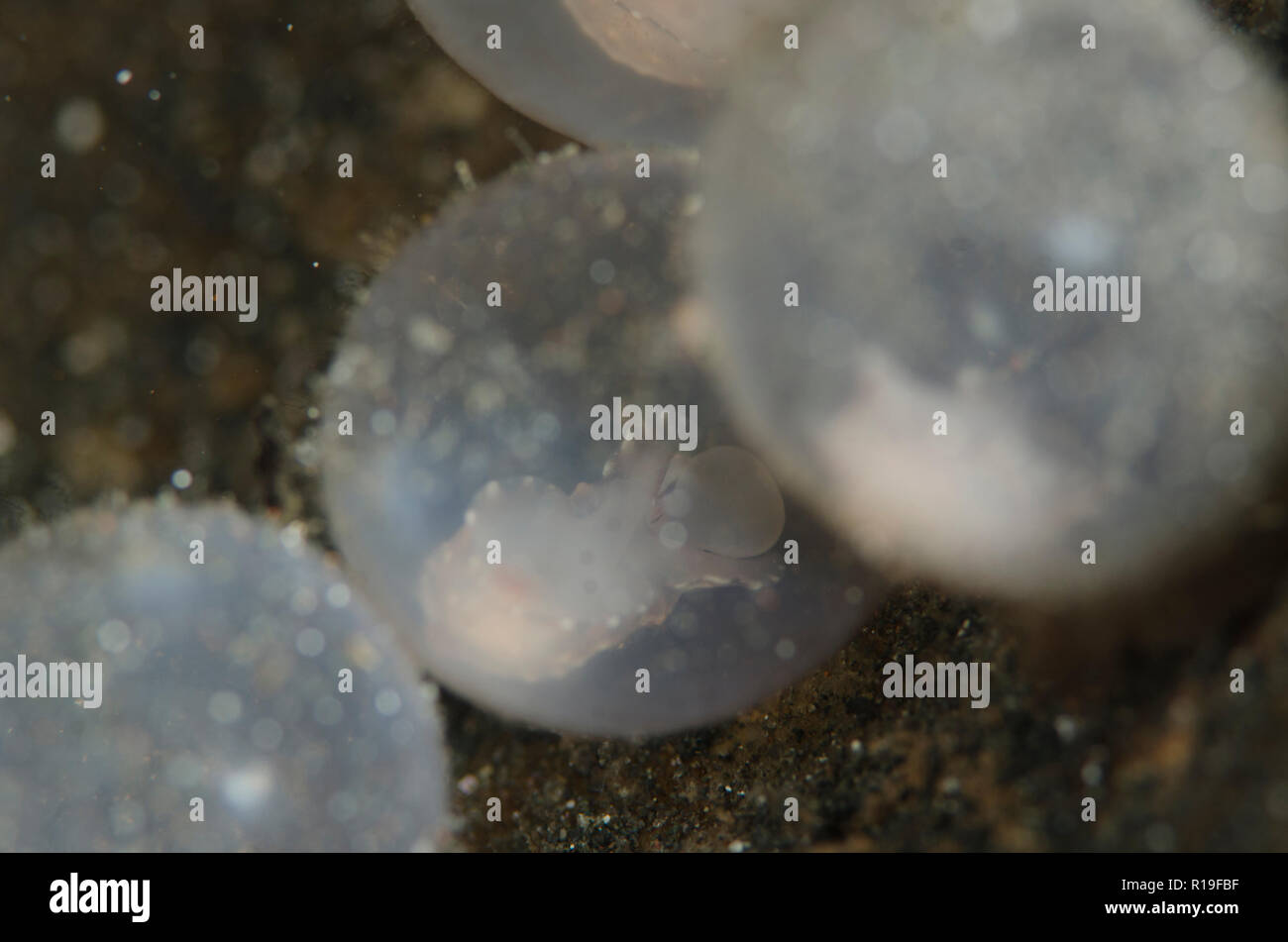 Pfeffer's Flamboyant Cuttlefish, Metasepia pfefferi, embryo in egg on ...