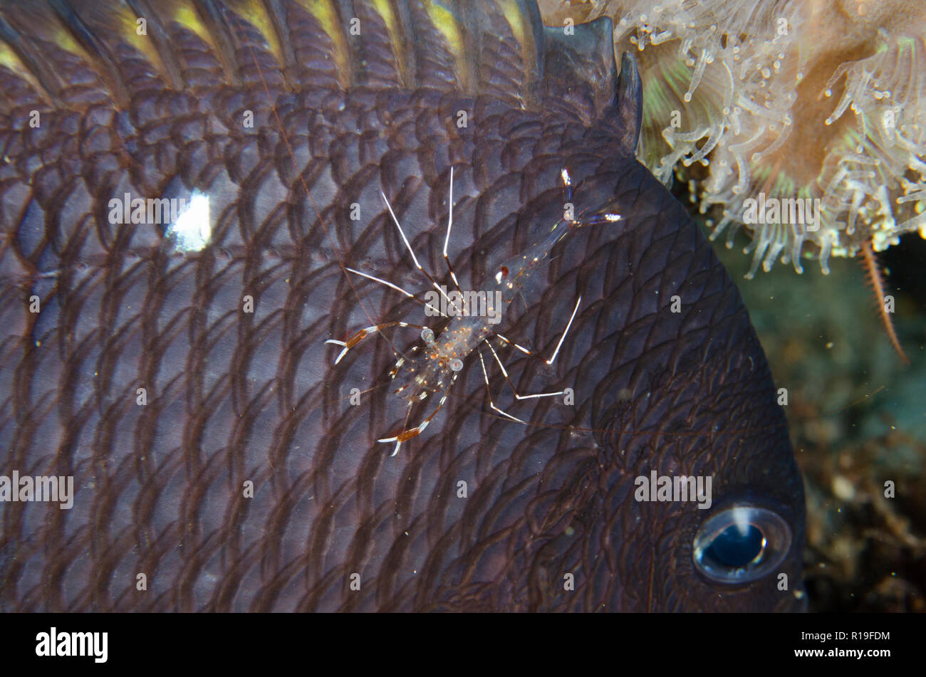 Clear Cleaner Shrimp, Urocaridella antonbrunii, cleaning fish, Night ...