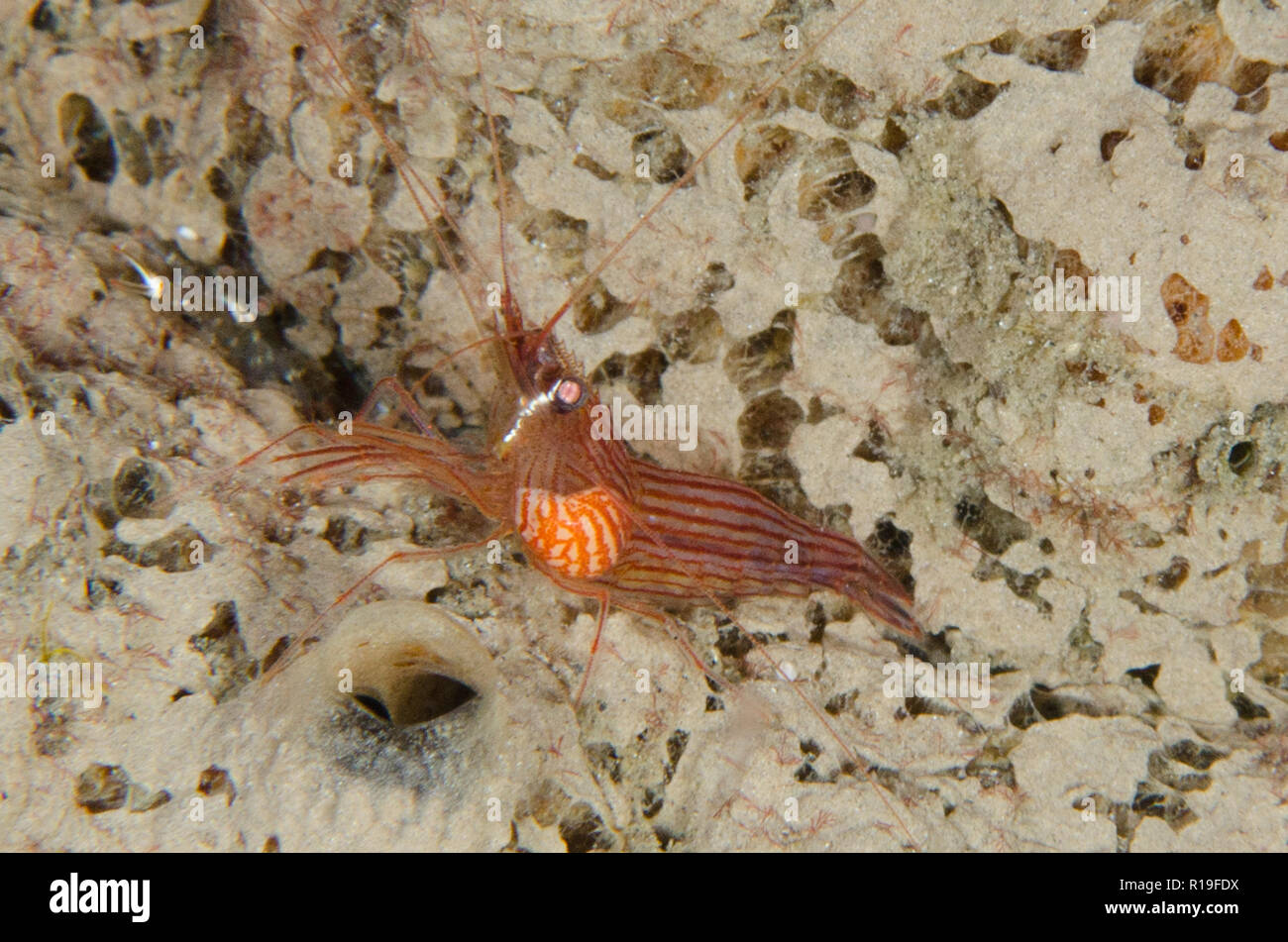 Cleaner Shrimp, Lysmatella sp, with eggs of internal parasitic isopod ...