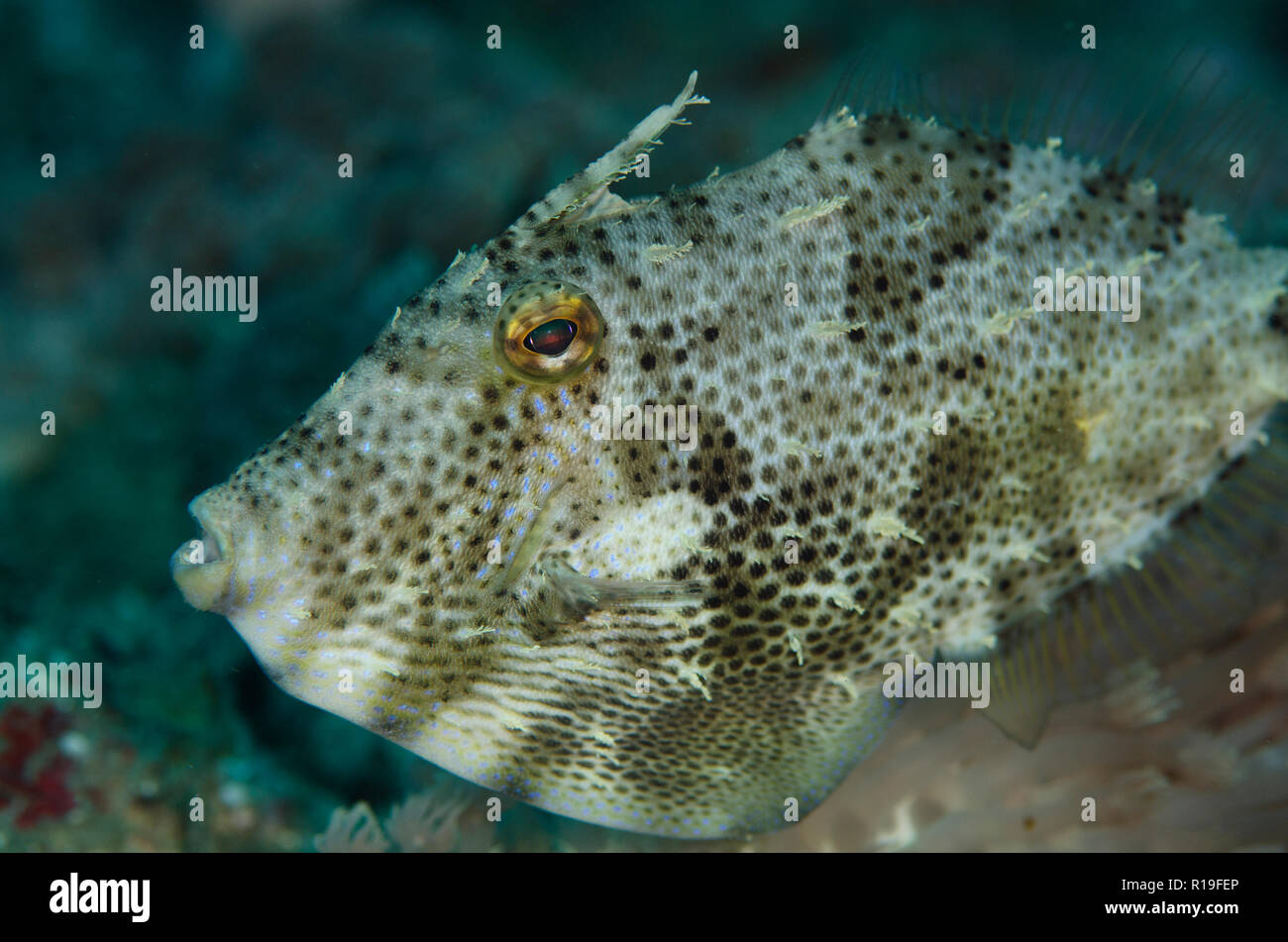 Strapweed Filefish, Pseudomonacanthus macrurus, with erect dorsal spine ...