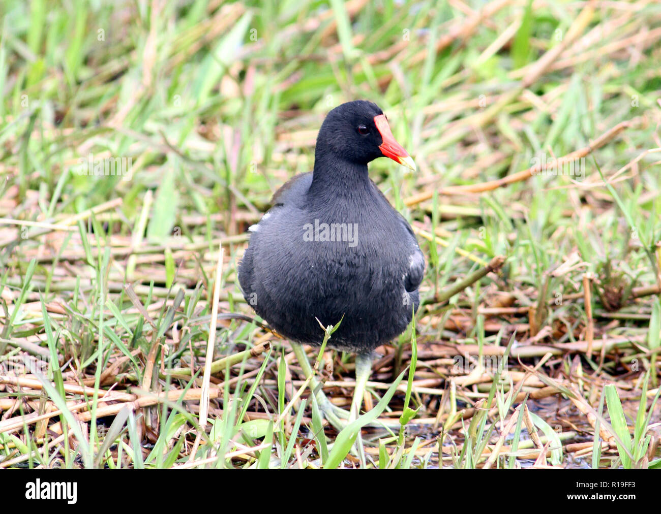 Everglades duck hi-res stock photography and images - Alamy