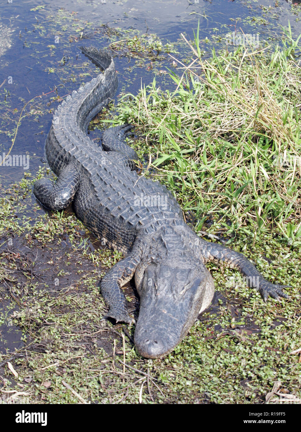 American Alligator in a remote South Florida wetland Stock Photo - Alamy