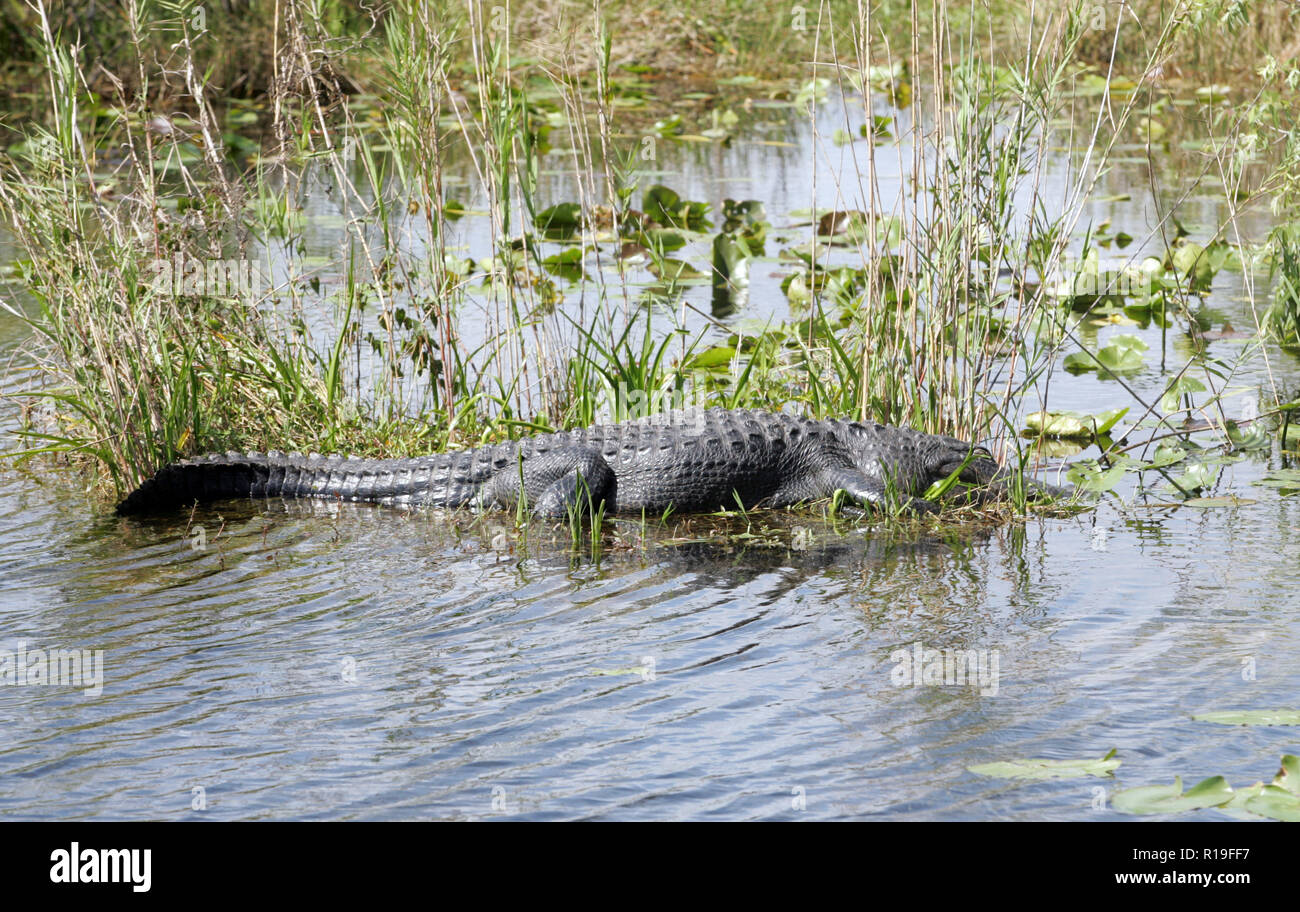American Alligator in a remote South Florida wetland Stock Photo - Alamy