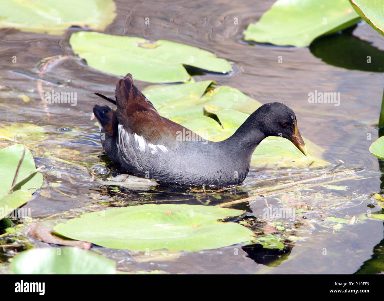 A duck in South Florida swamp Stock Photo - Alamy
