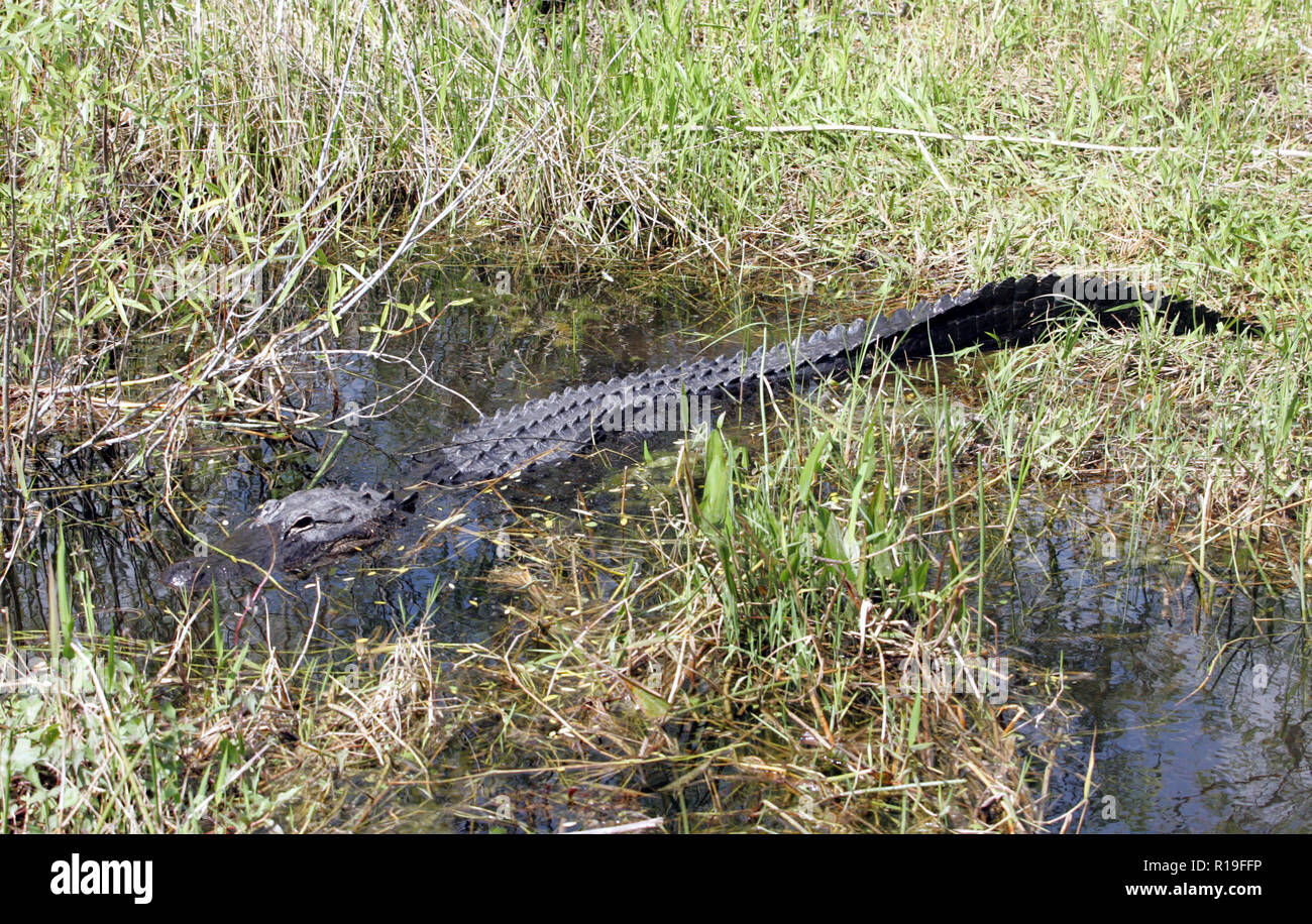 American Alligator in a remote South Florida wetland Stock Photo - Alamy