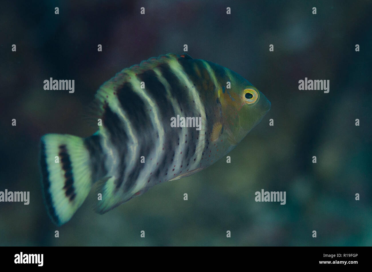 Red-breasted Wrasse, Cheilinus fasciatus, Juvenile, Batu Merah dive ...