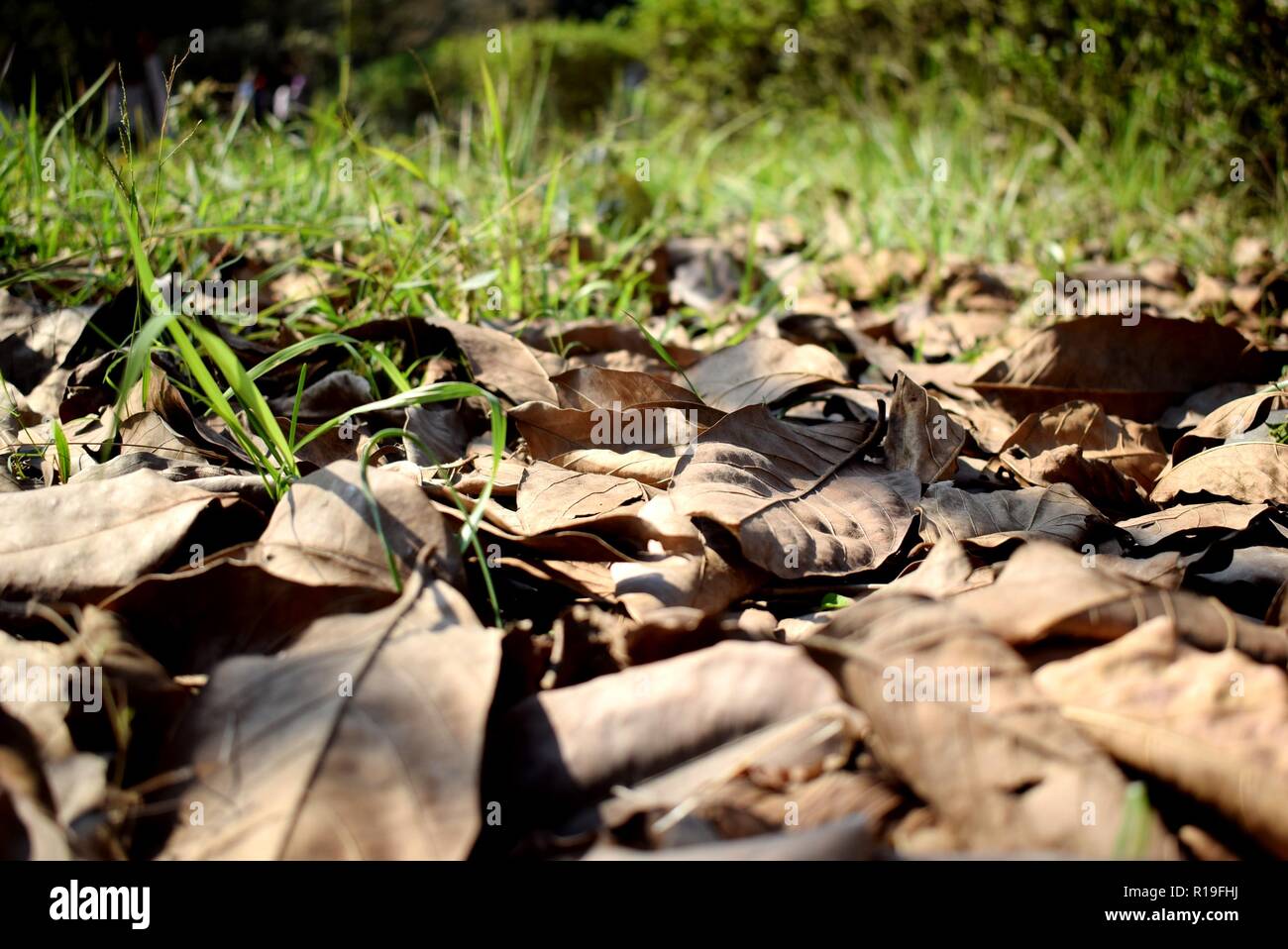 Early sign of spring season Stock Photo - Alamy