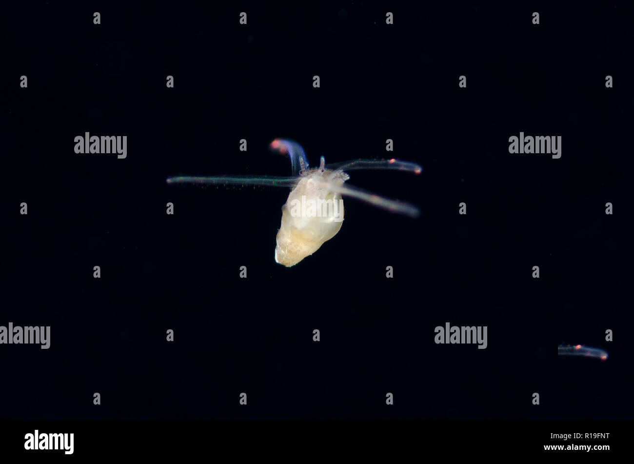 Larval Pelagic Sea Snail, Gastropoda Class, swimming, Night dive, TK1 ...