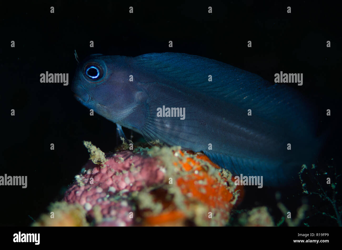 Yellowtail Blenny, Ecsenius namiyei, in blue color variation, with ...