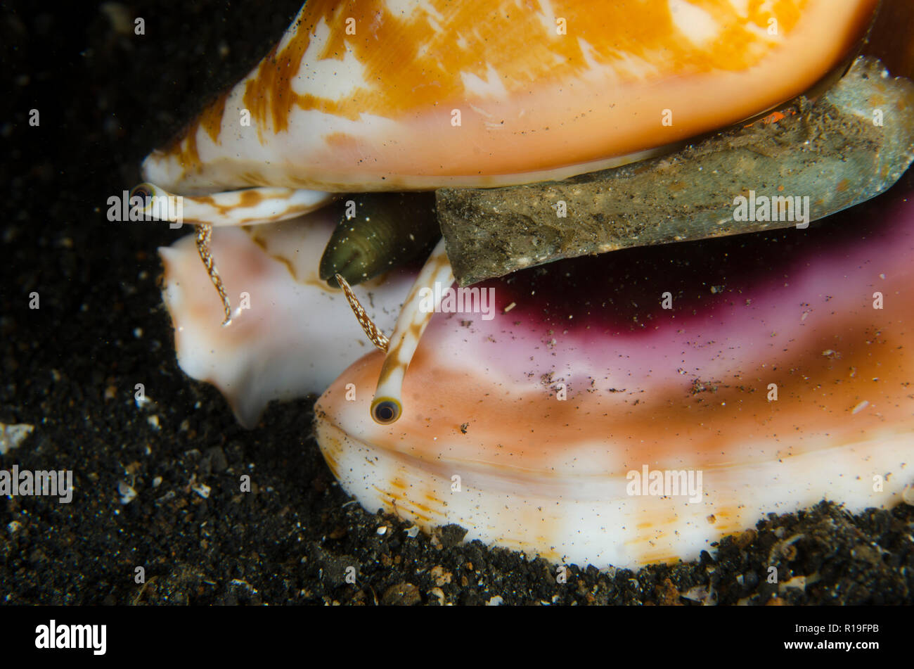 Toothed Conch, Strombus dentatus, with eyes and foot protruding, Night ...