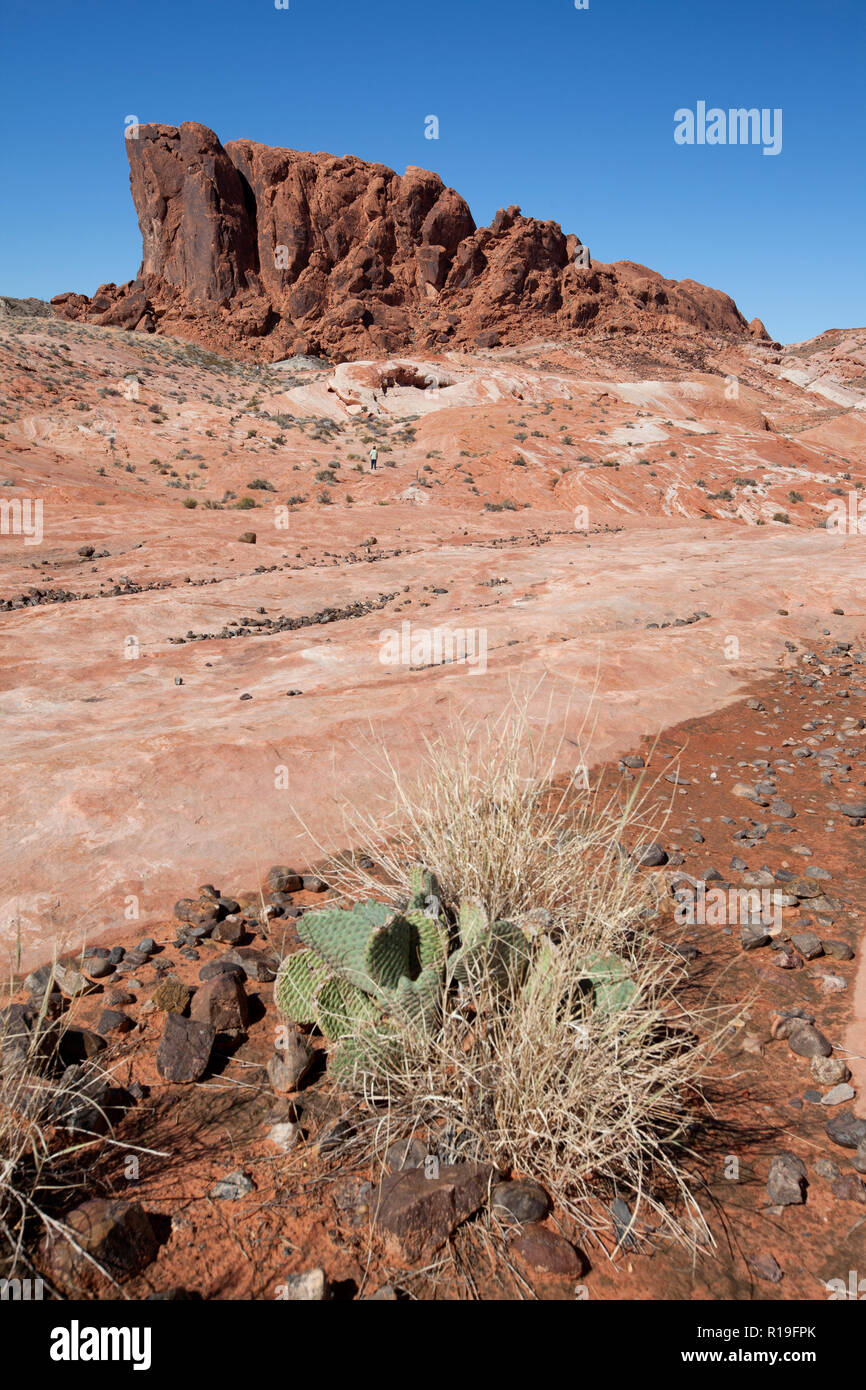 Fire wave rock formation along the desert trail in valley of fire state ...