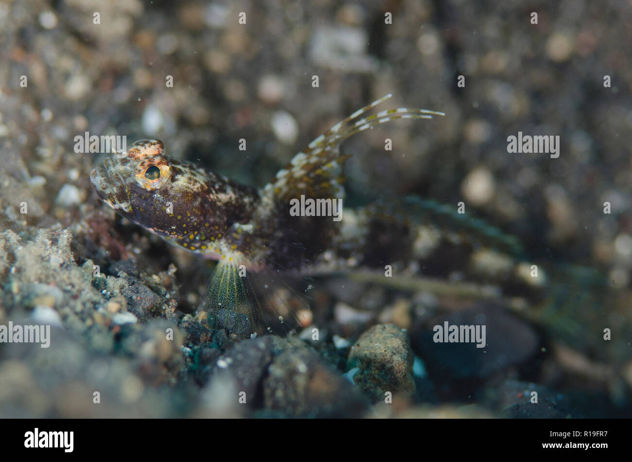 Shrimpgoby, Tomiyamichthys sp, on black sand, Aer Perang dive site ...