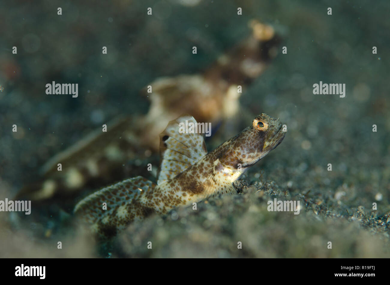 Monster Shrimpgobies, Tomiyamichthys oni, pair at hole entrance on sand ...