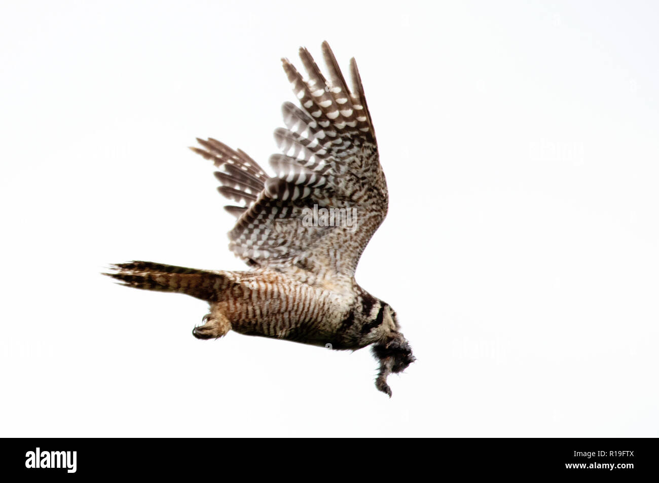 northern hawk-owl (Surnia ulula) in Healy, Alaska, USA Stock Photo - Alamy