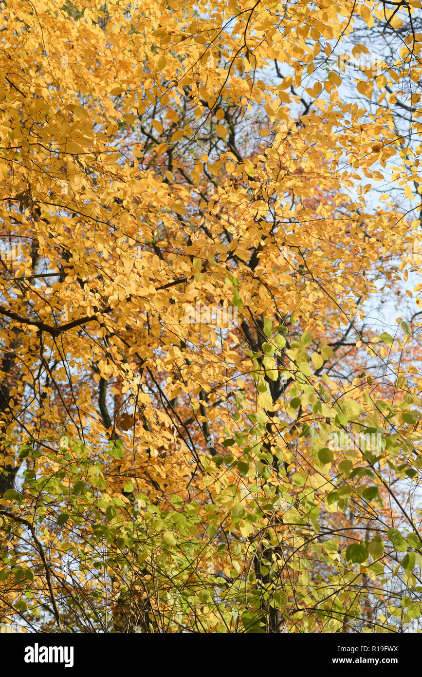 Tree orange hi-res stock photography and images - Alamy