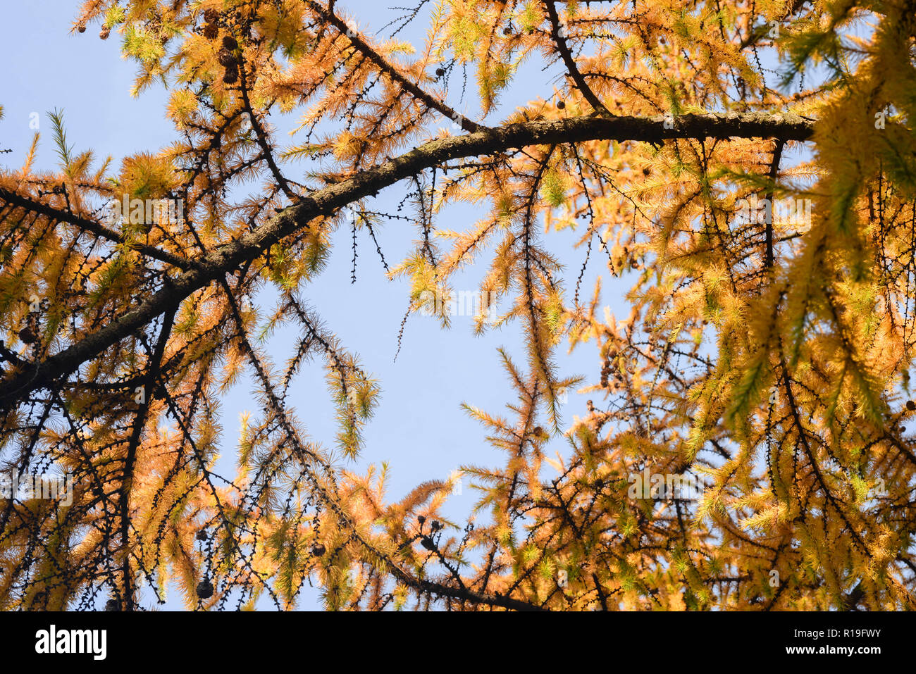 Tree orange hi-res stock photography and images - Alamy
